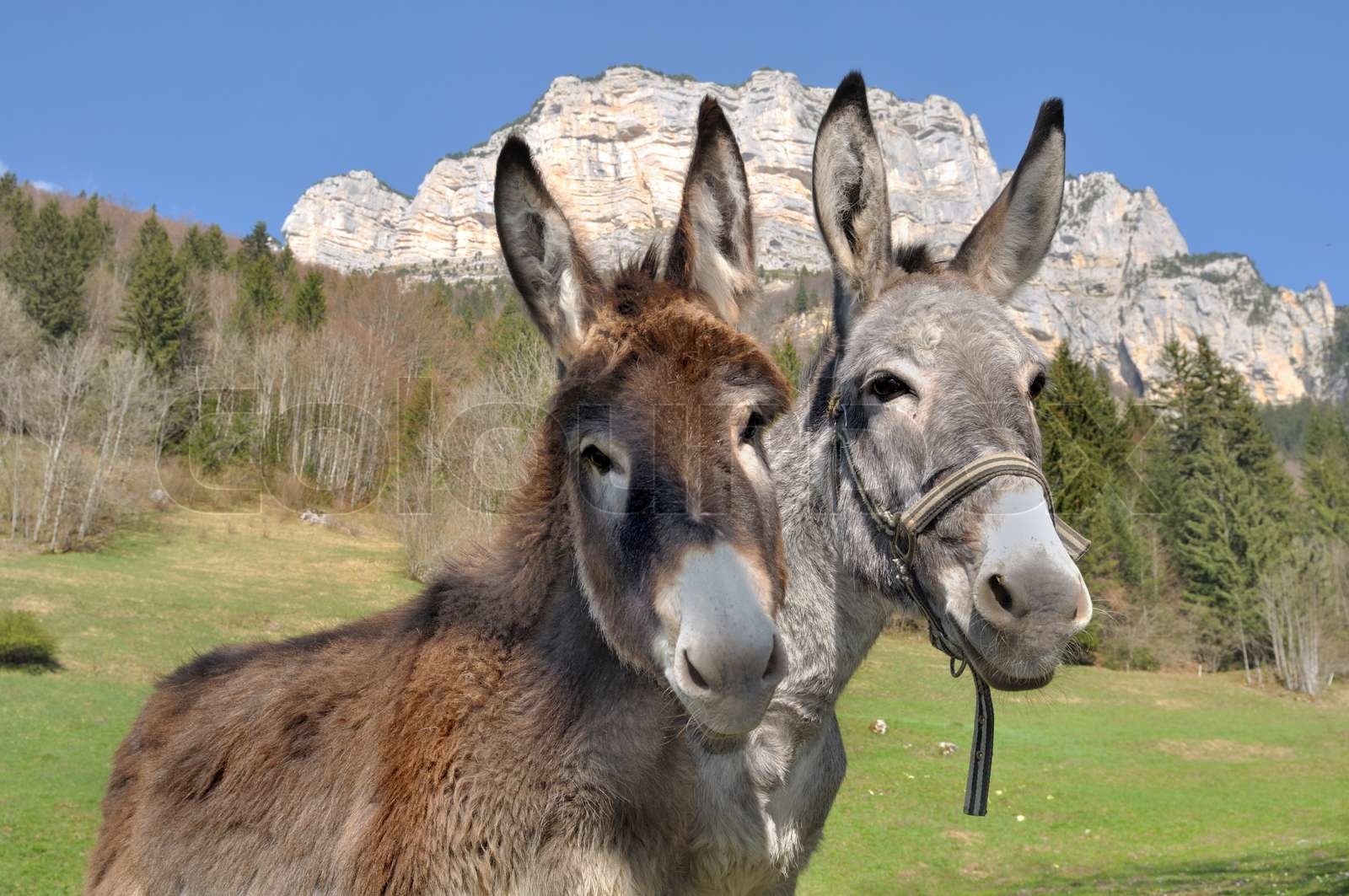 portrait of two cute donkeys | Stock image | Colourbox