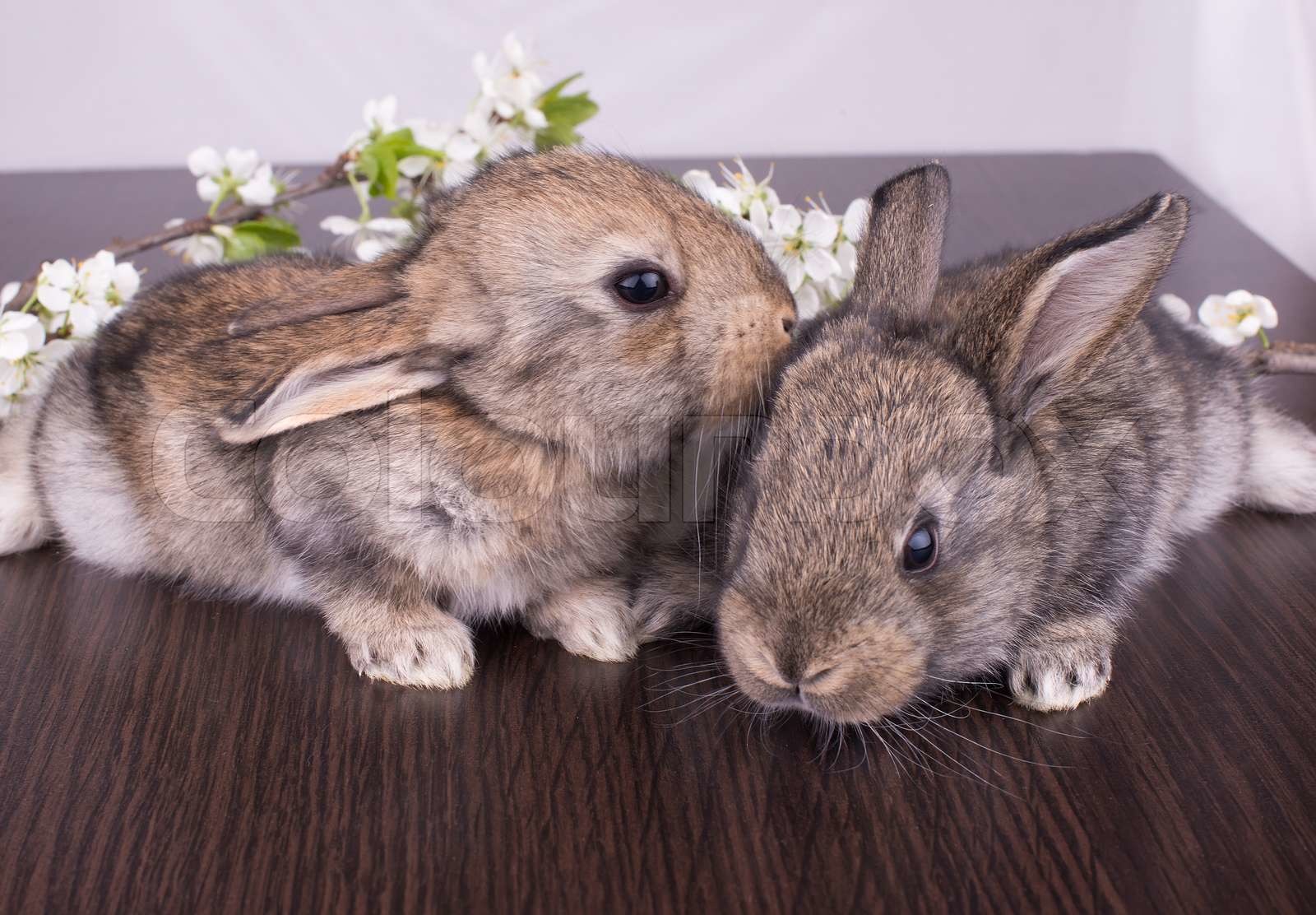 Tow cute golden rabbits sitting | Stock image | Colourbox