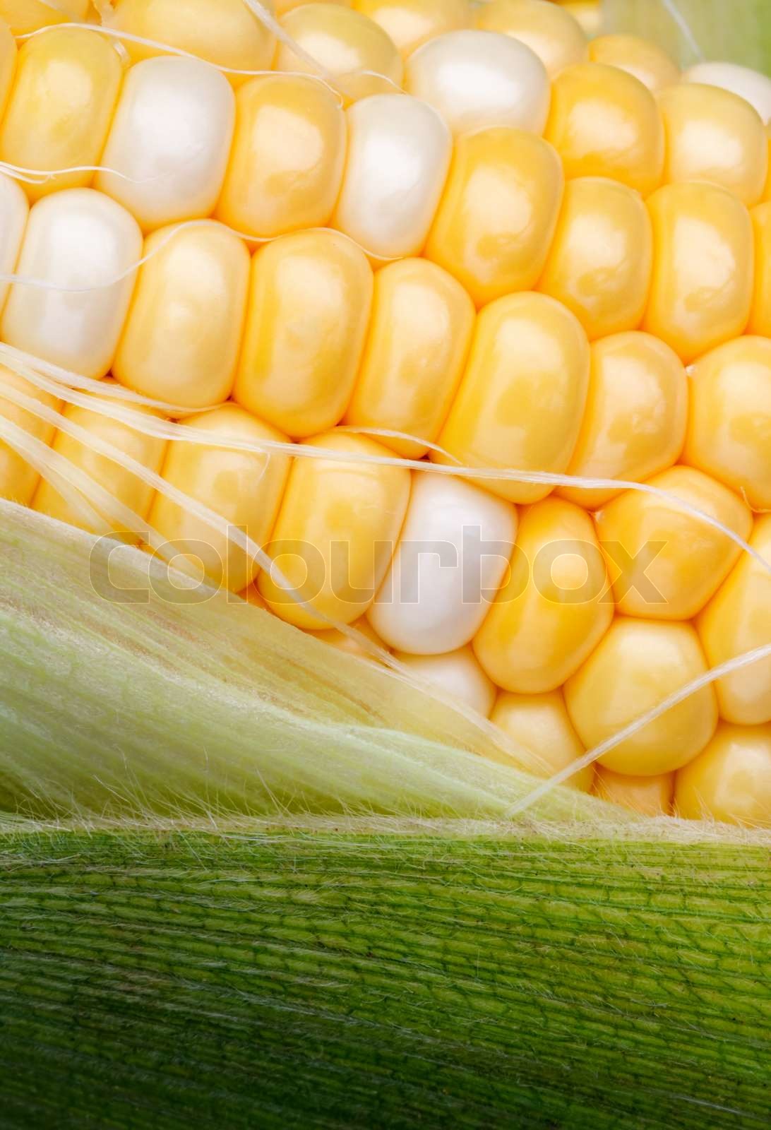 Bi Color Sweet Corn and Husk | Stock image | Colourbox
