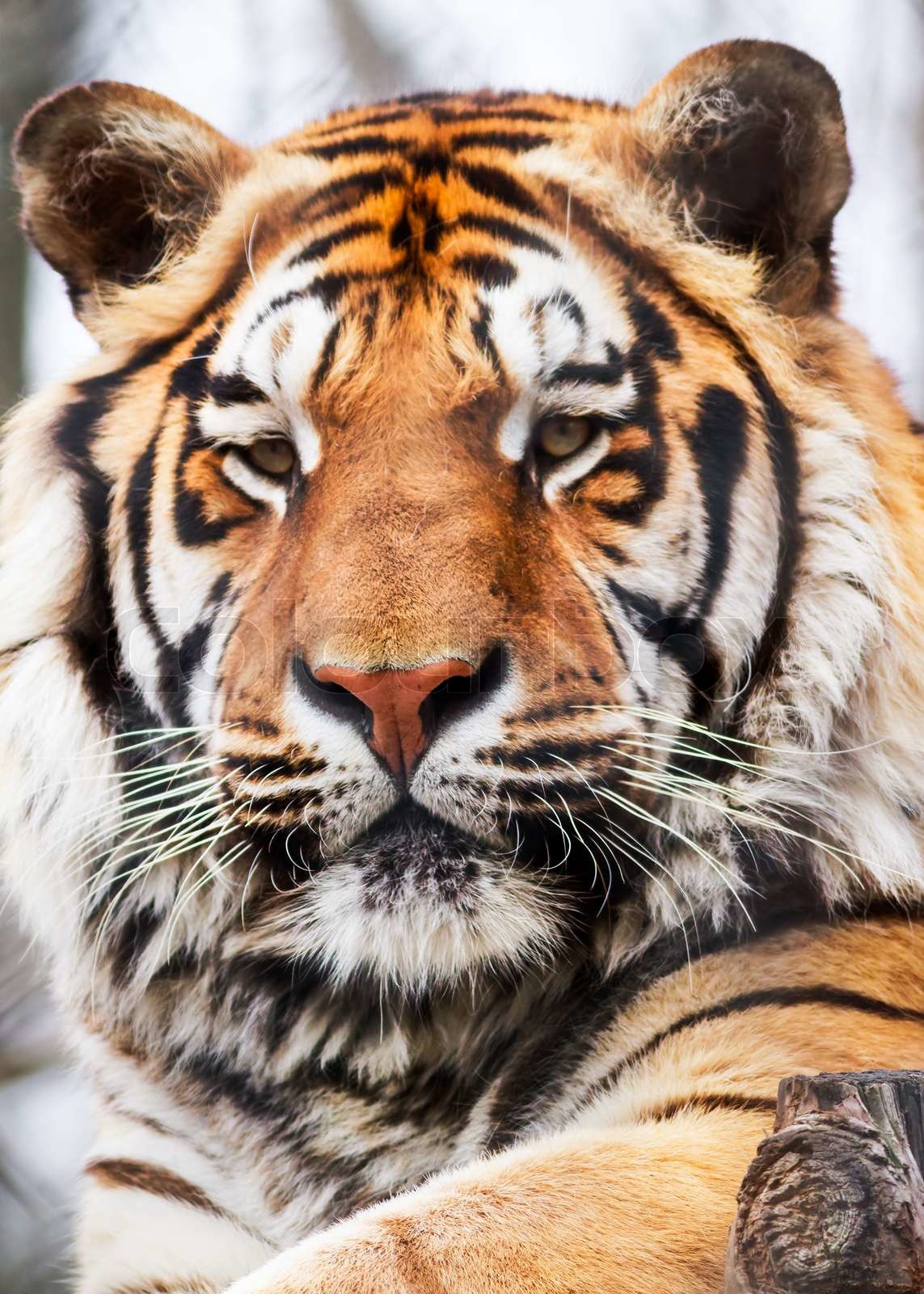 Tiger-portrait | Stock Bild | Colourbox