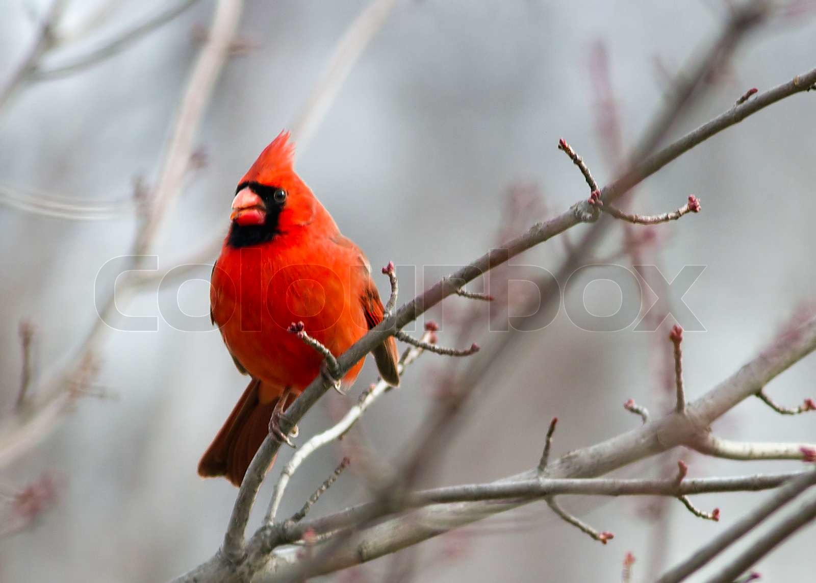 Male Cardinal in Maple Tree | Stock image | Colourbox