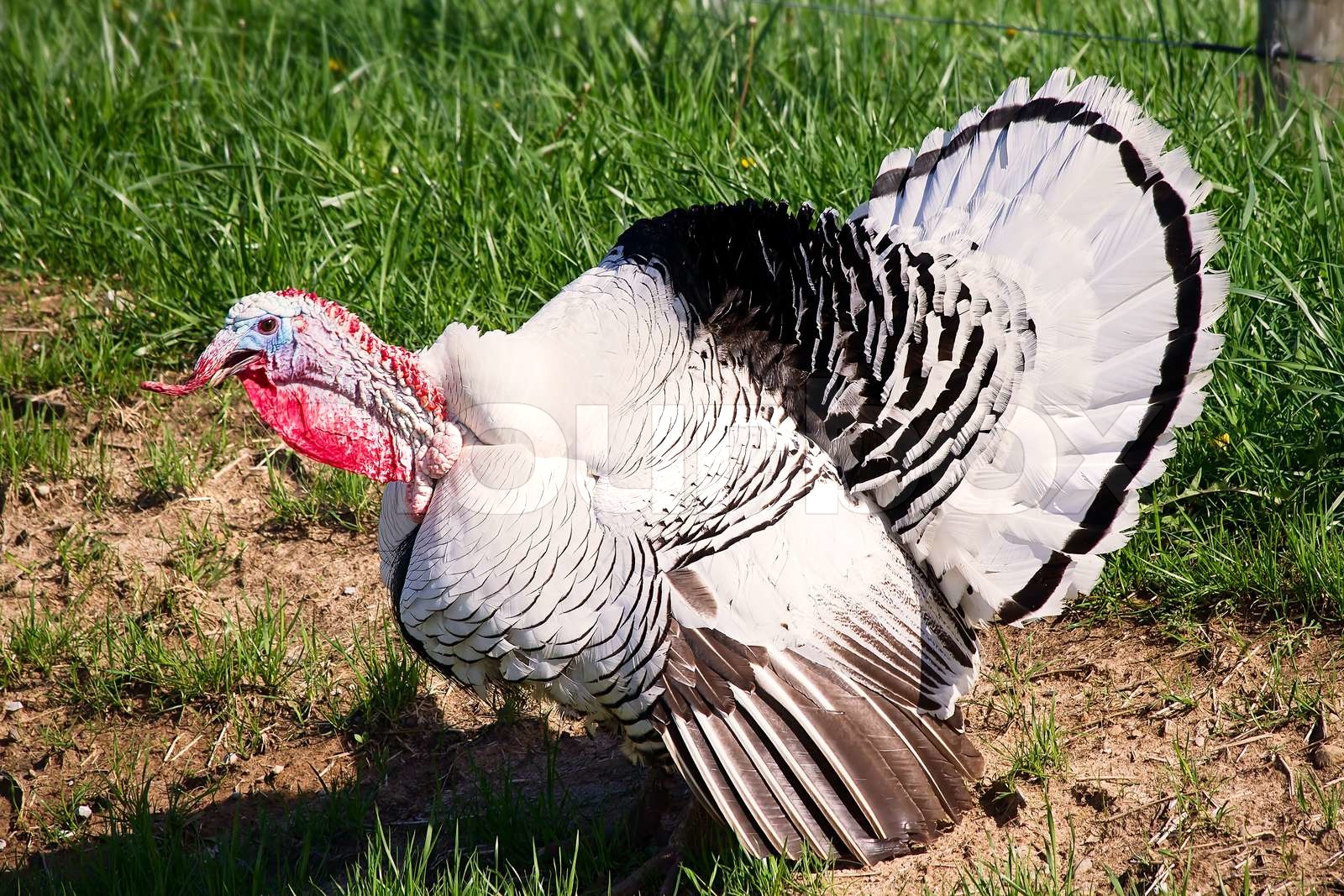 Turkey Gobbles | Stock image | Colourbox