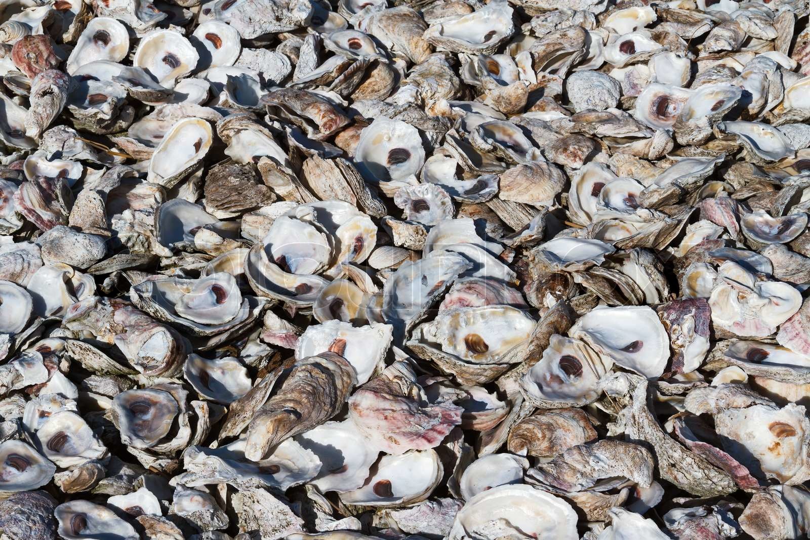 Oyster Shell Pile | Stock image | Colourbox