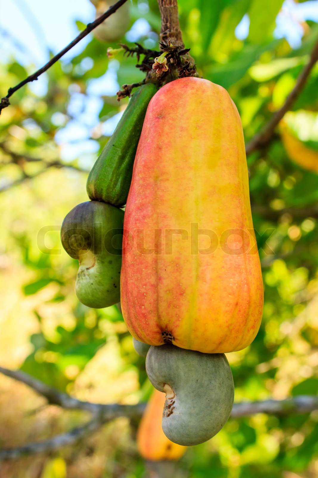 Cashew Tree | Stock image | Colourbox