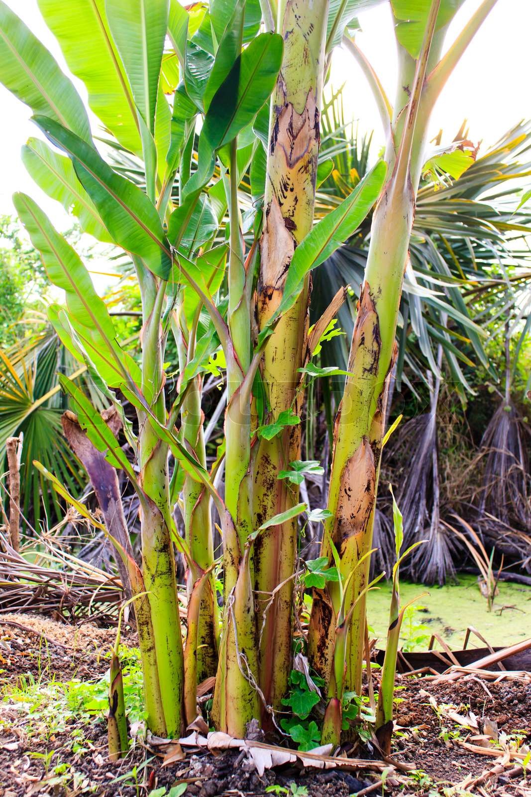 Bananenstaude | Stock Bild | Colourbox
