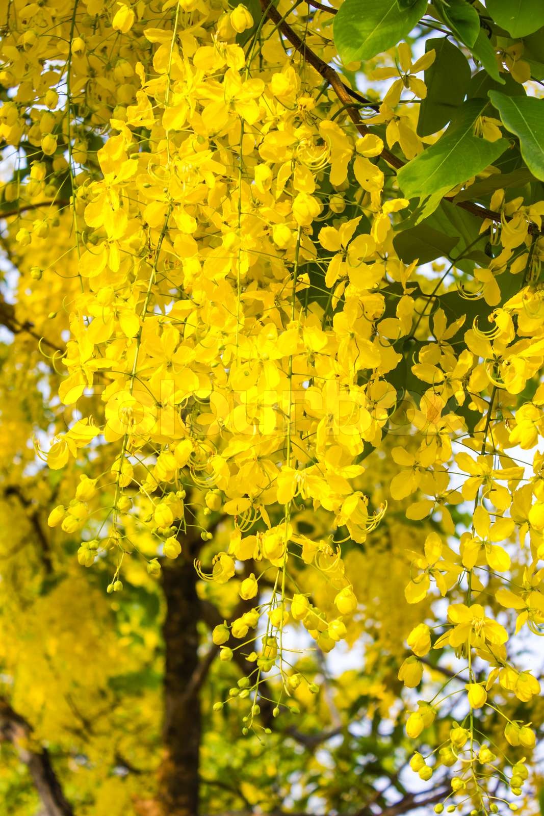 cassia fistula | Stock image | Colourbox