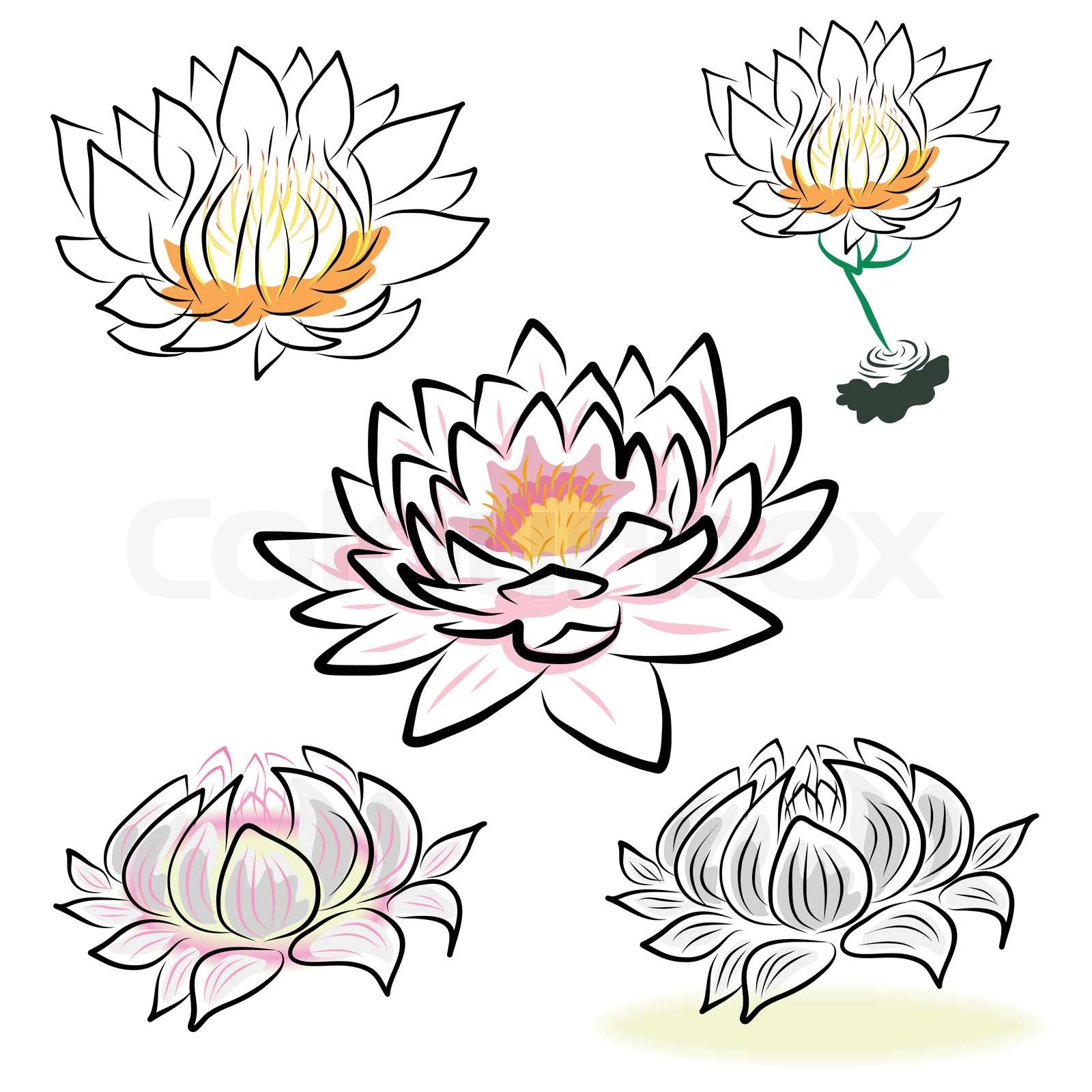Water Lily Flower Outline