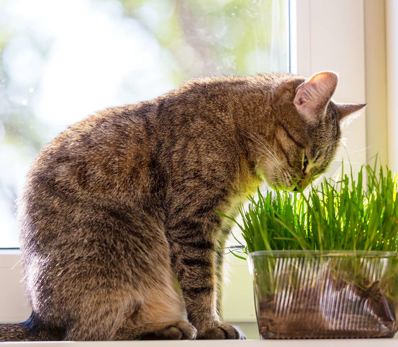 Cat | Stock image | Colourbox