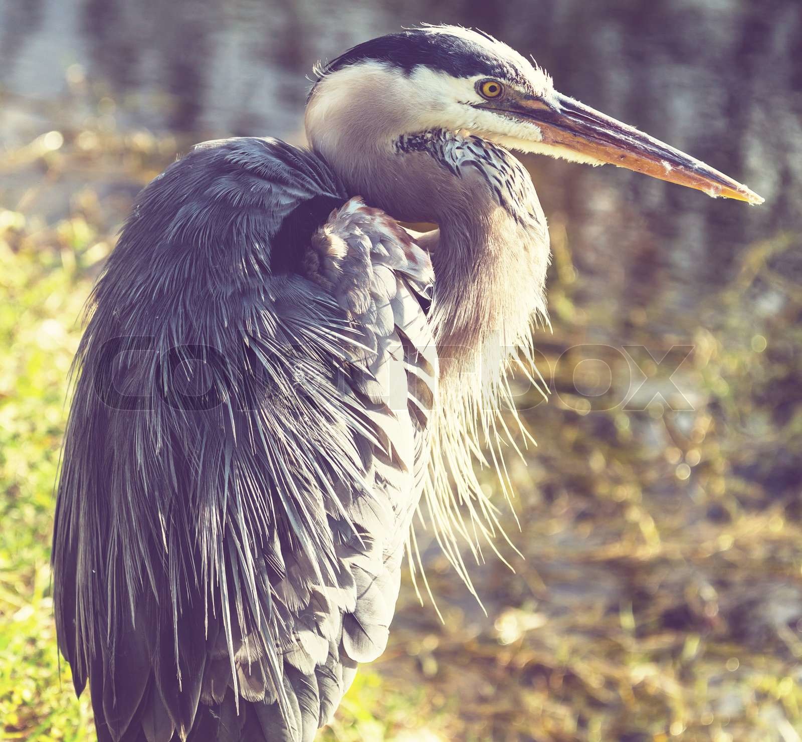 Reiher im Everglades | Stock Bild | Colourbox