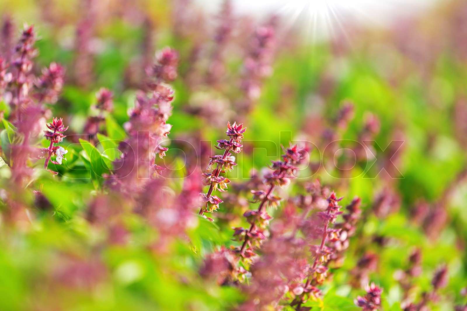 Mint | Stock image | Colourbox