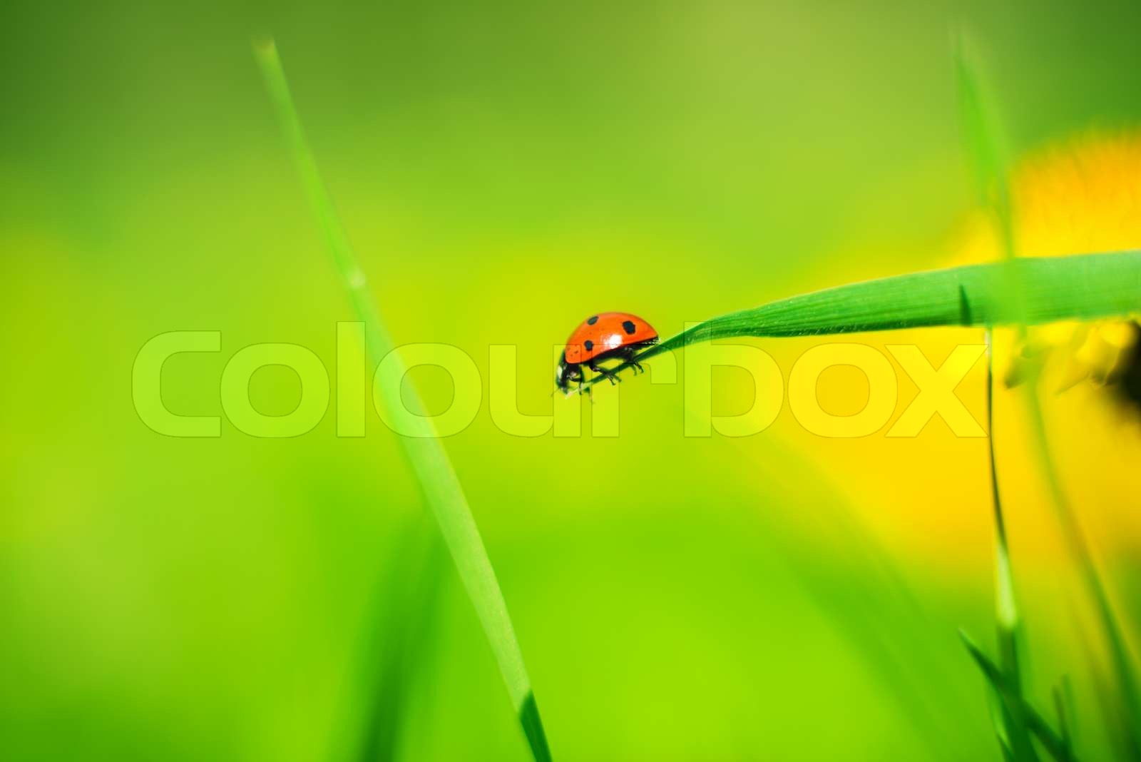 ladybug on a spring meadow | Stock image | Colourbox