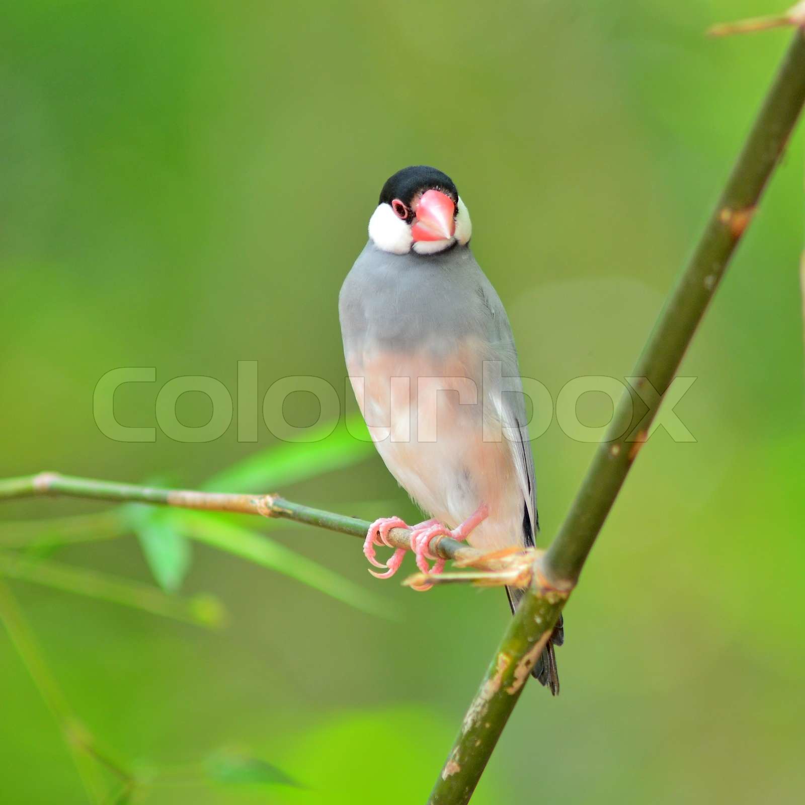 Reisfink Vogel | Stock Bild | Colourbox