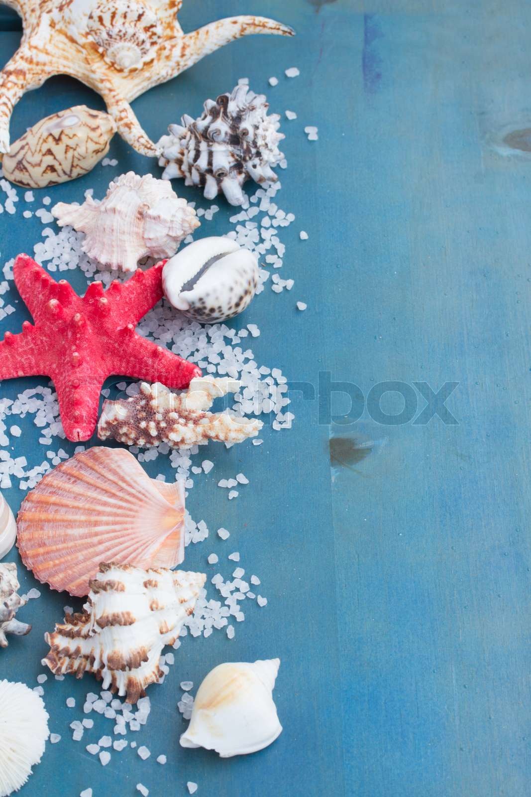 border os sea salt and shells | Stock image | Colourbox