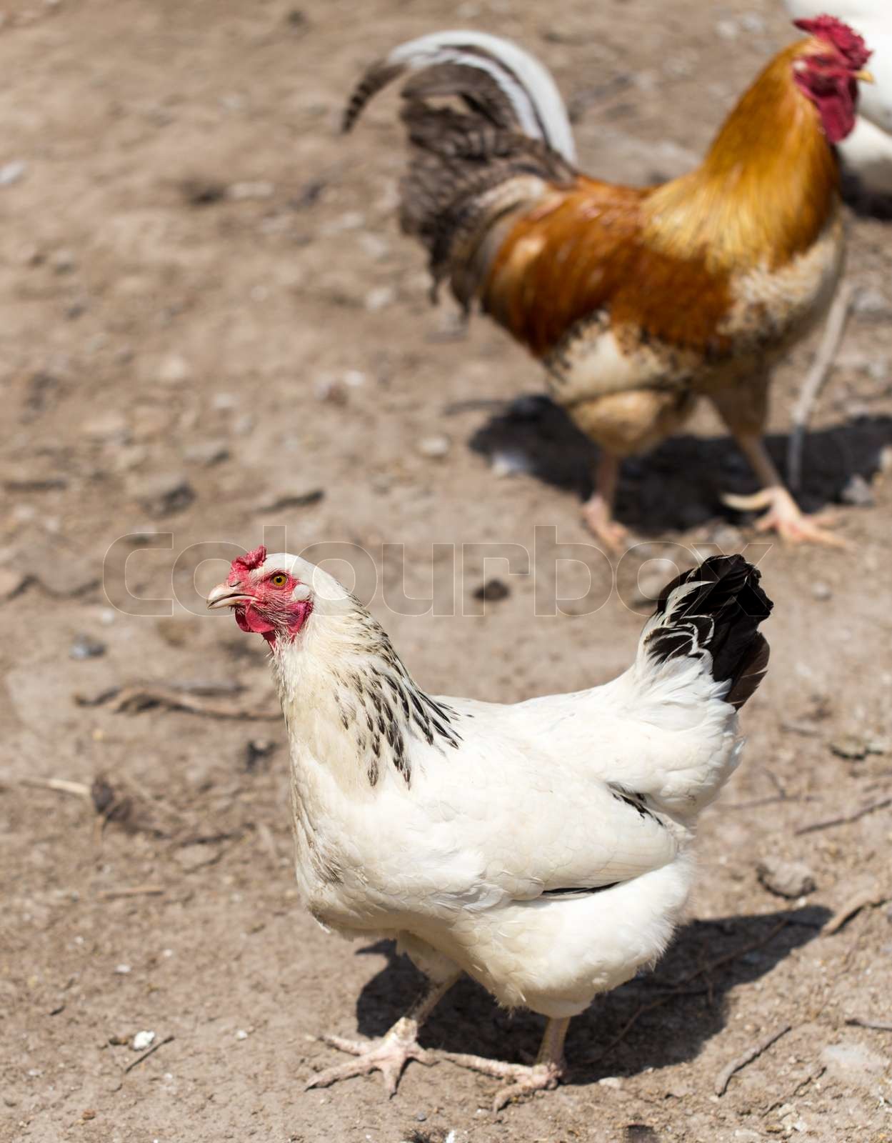 chicken Outdoors | Stock image | Colourbox