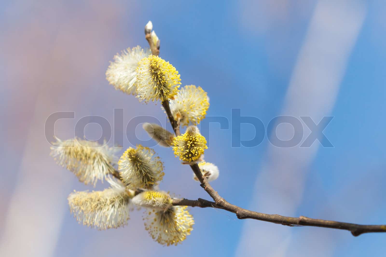 Gelbe Weide blüht im Frühling Wald. Makrofoto | Stock Bild | Colourbox