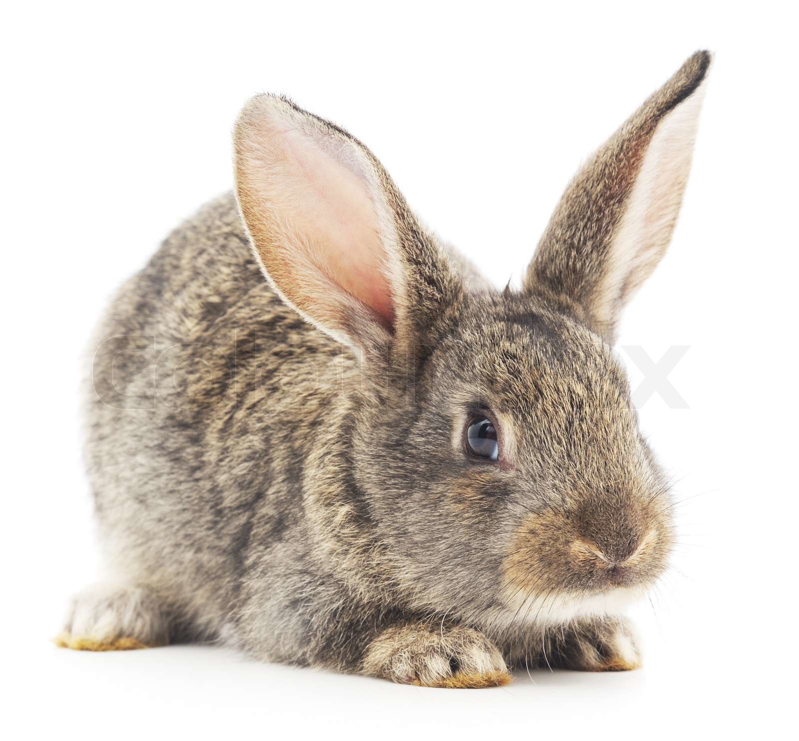 Rabbit | Stock image | Colourbox