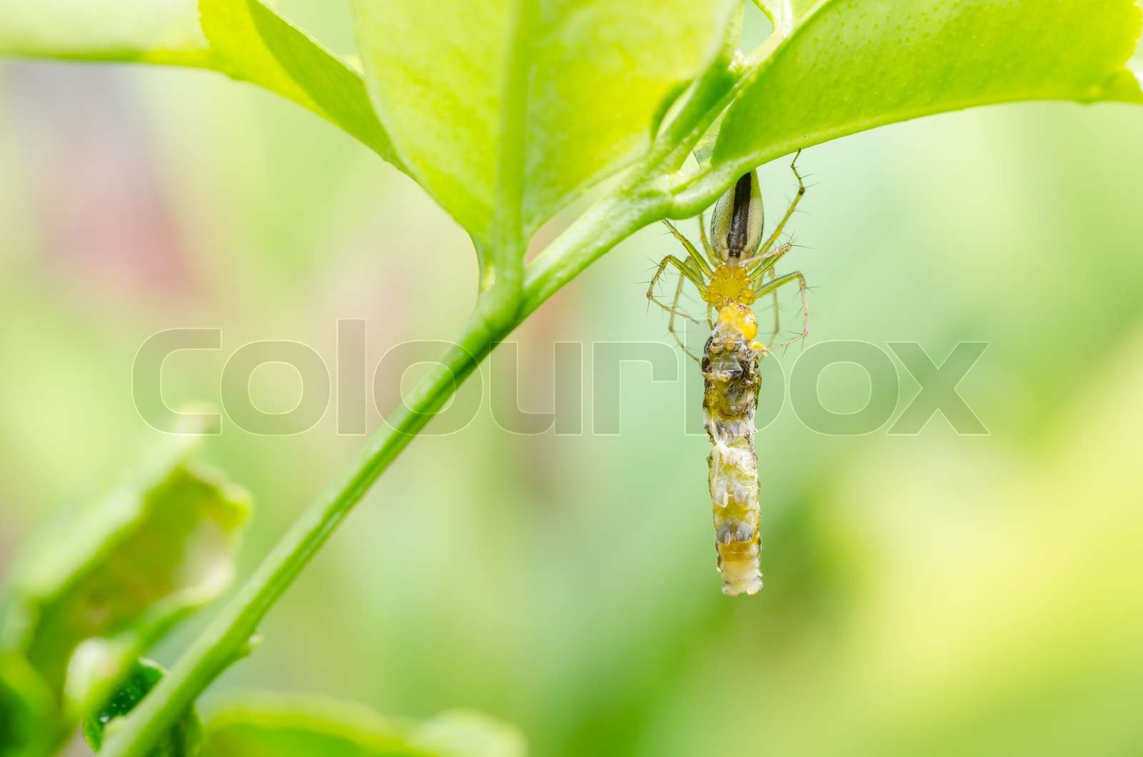 Spider eat worm in green nature background | Stock image | Colourbox