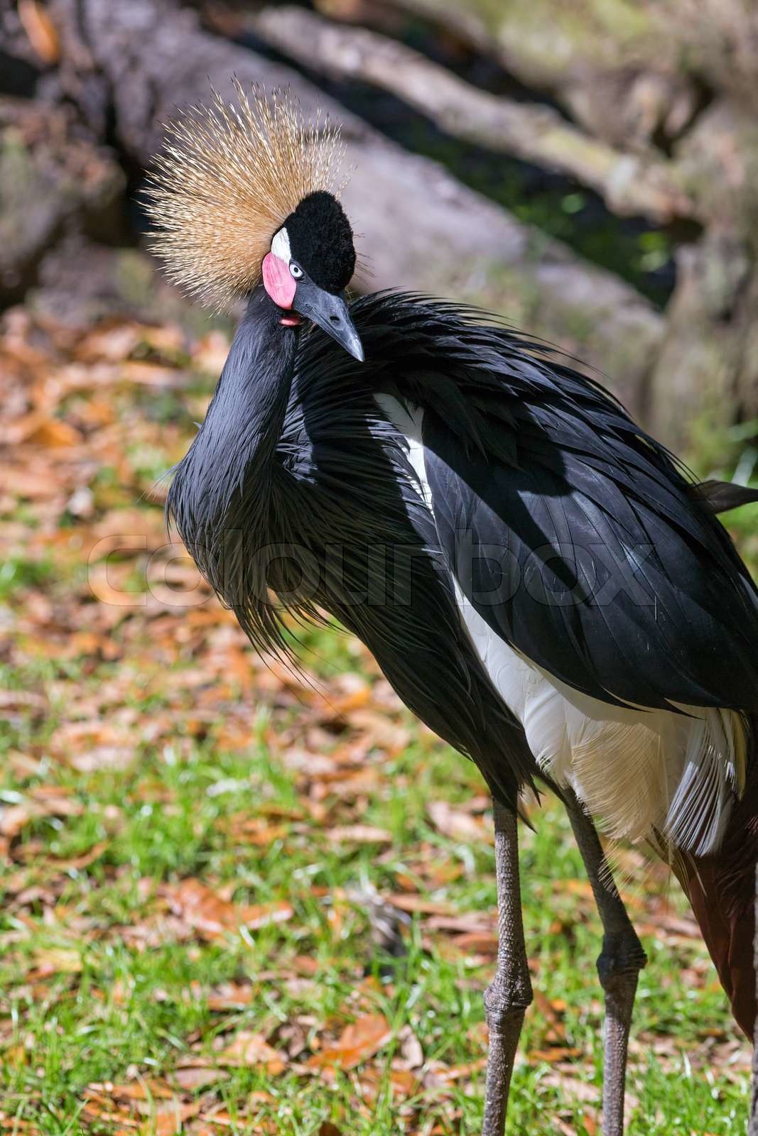 West African Crowned Crane | Stock image | Colourbox