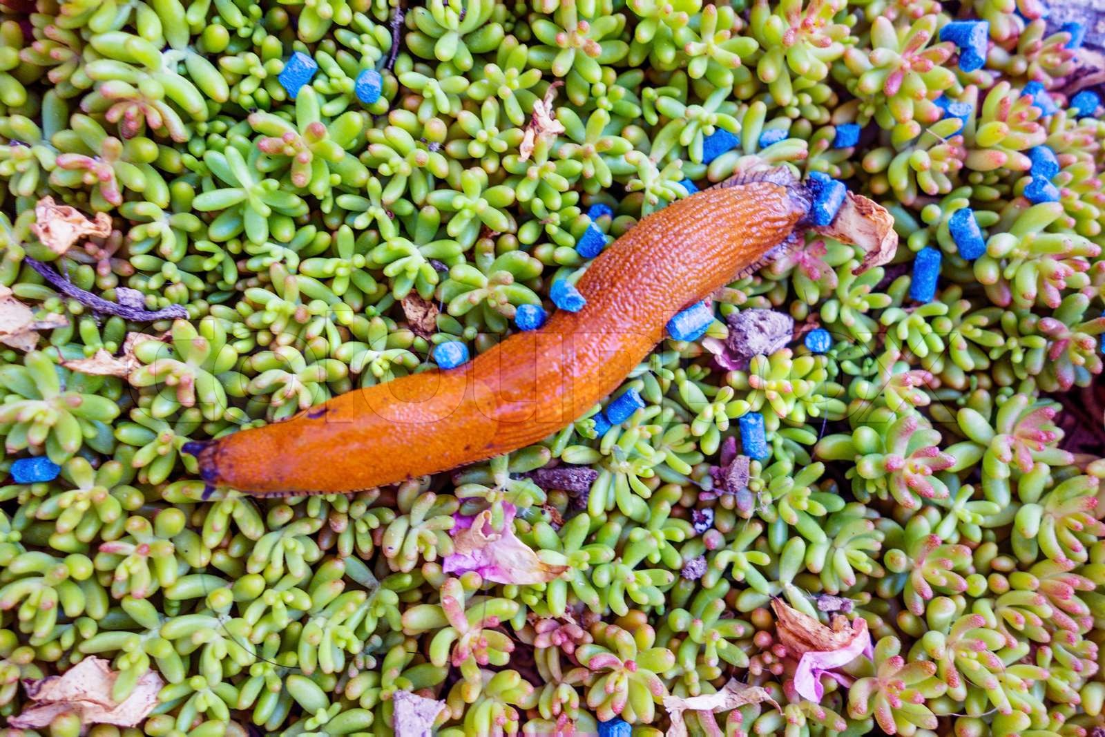 snail with slug pellets | Stock image | Colourbox