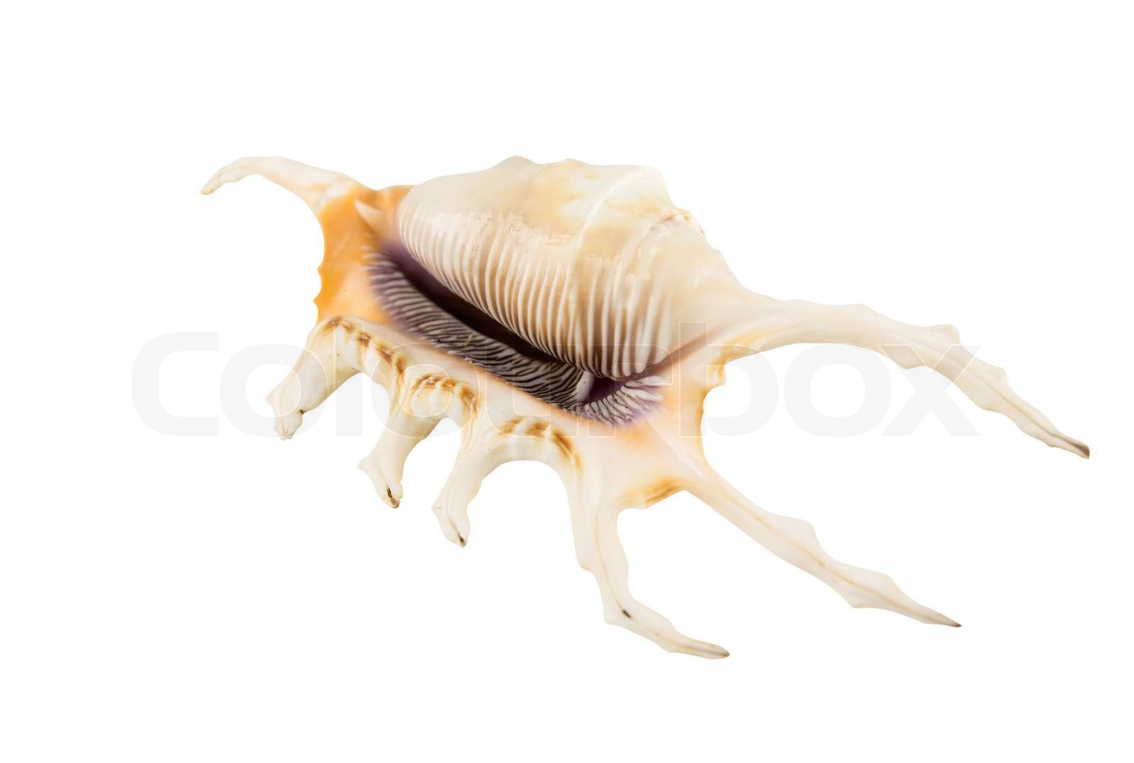 Scorpion sea shell isolated on white with clipping path | Stock image ...