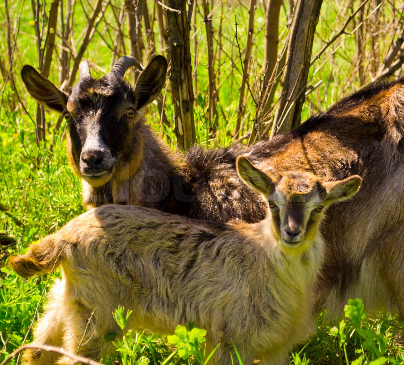 Ziege mit junge Ziege | Stock Bild | Colourbox