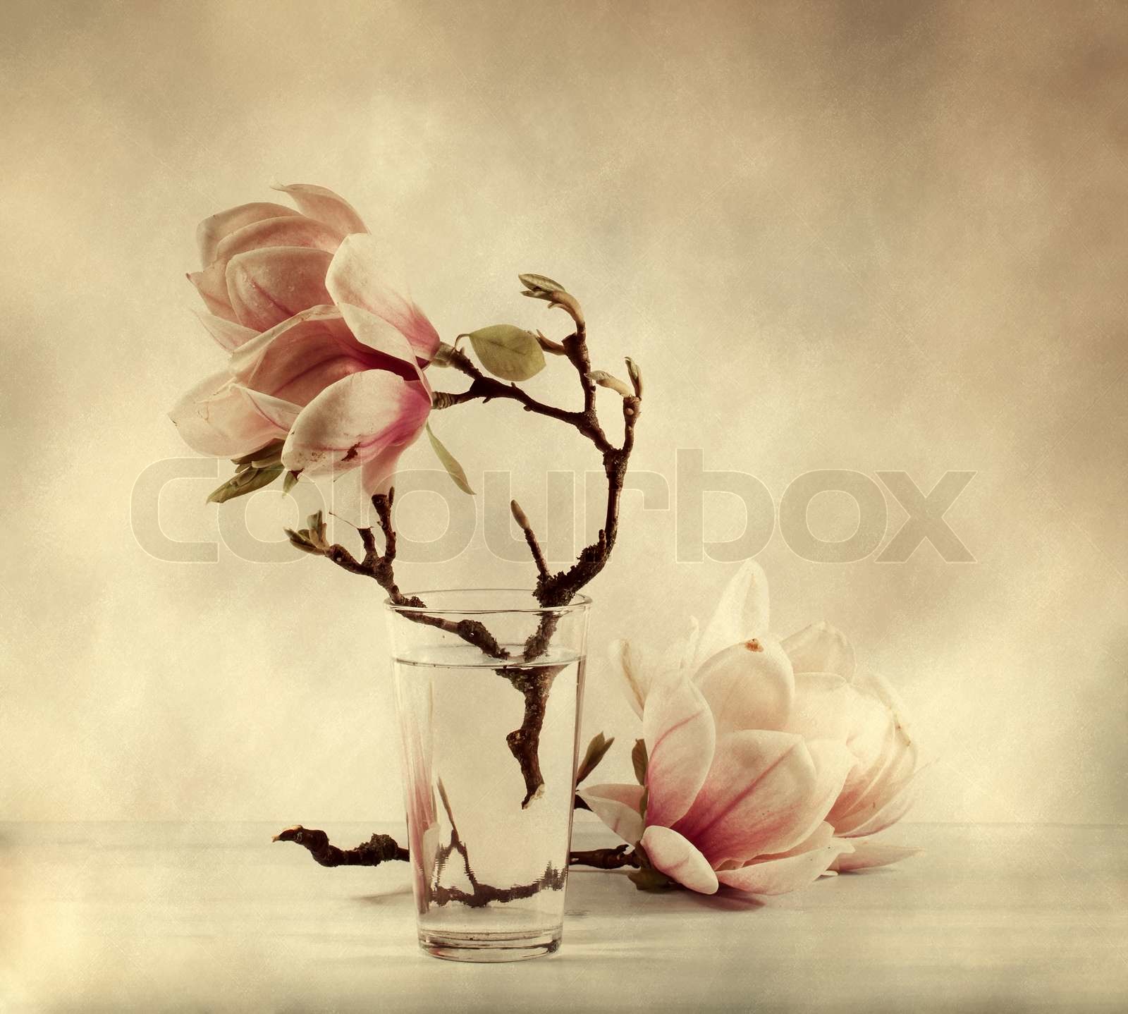 blooming magnolia with retro filter effect | Stock image | Colourbox