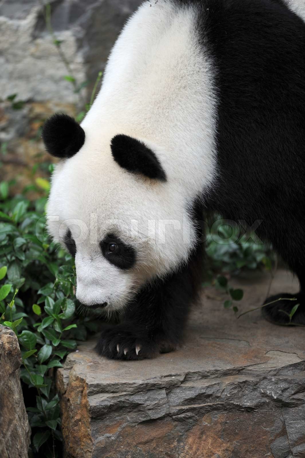 Panda | Stock image | Colourbox
