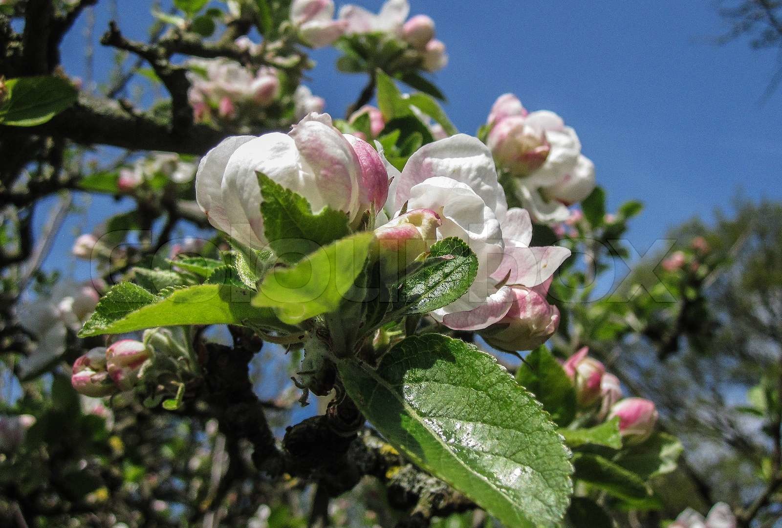 Apple flower | Stock image | Colourbox