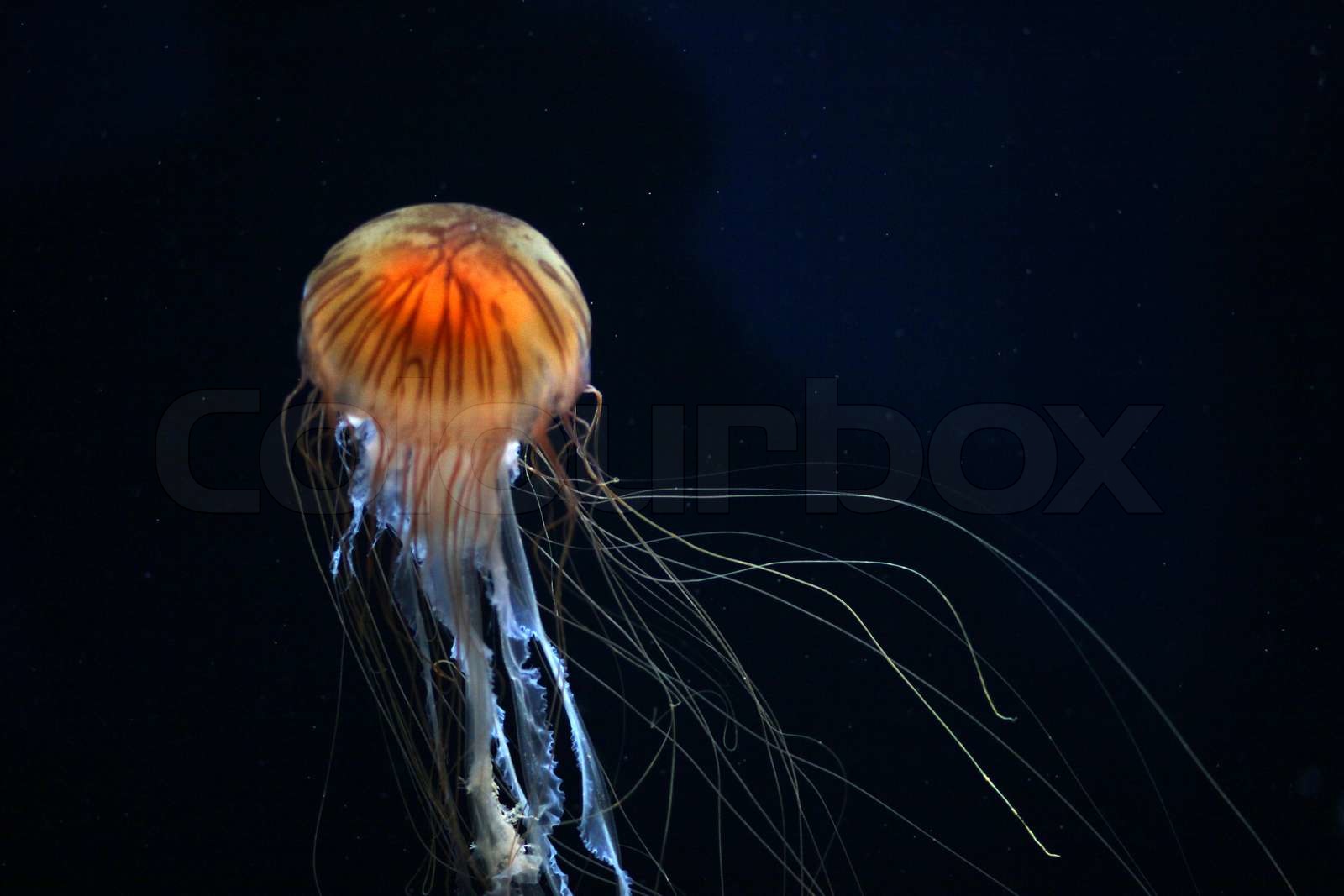 Compass jellyfish, Chrysaora | Stock image | Colourbox