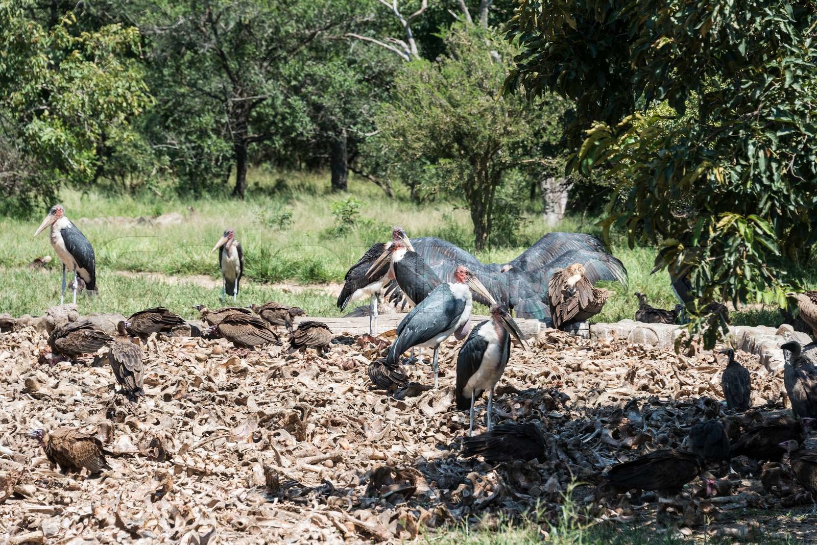 vulture and marabou eating from dead animals | Stock image | Colourbox