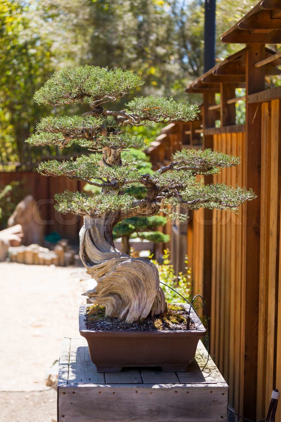 California Juniper Bonsai Tree | Stock image | Colourbox