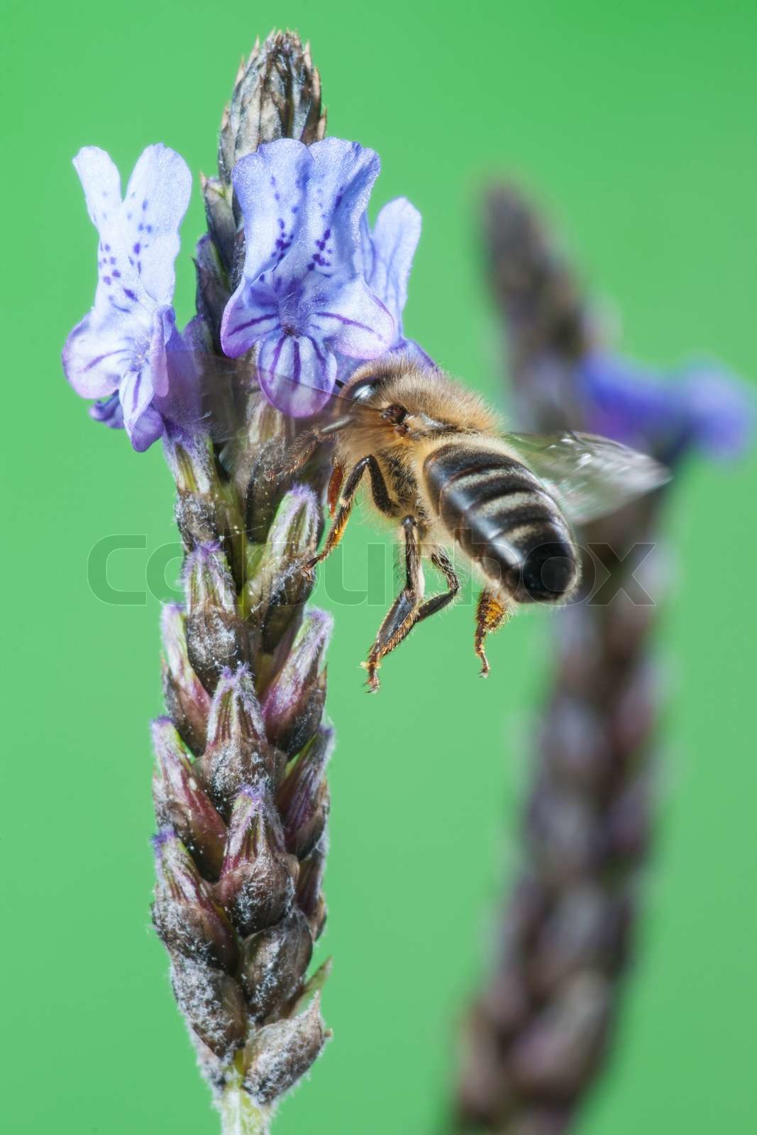 Flying Bee | Stock image | Colourbox