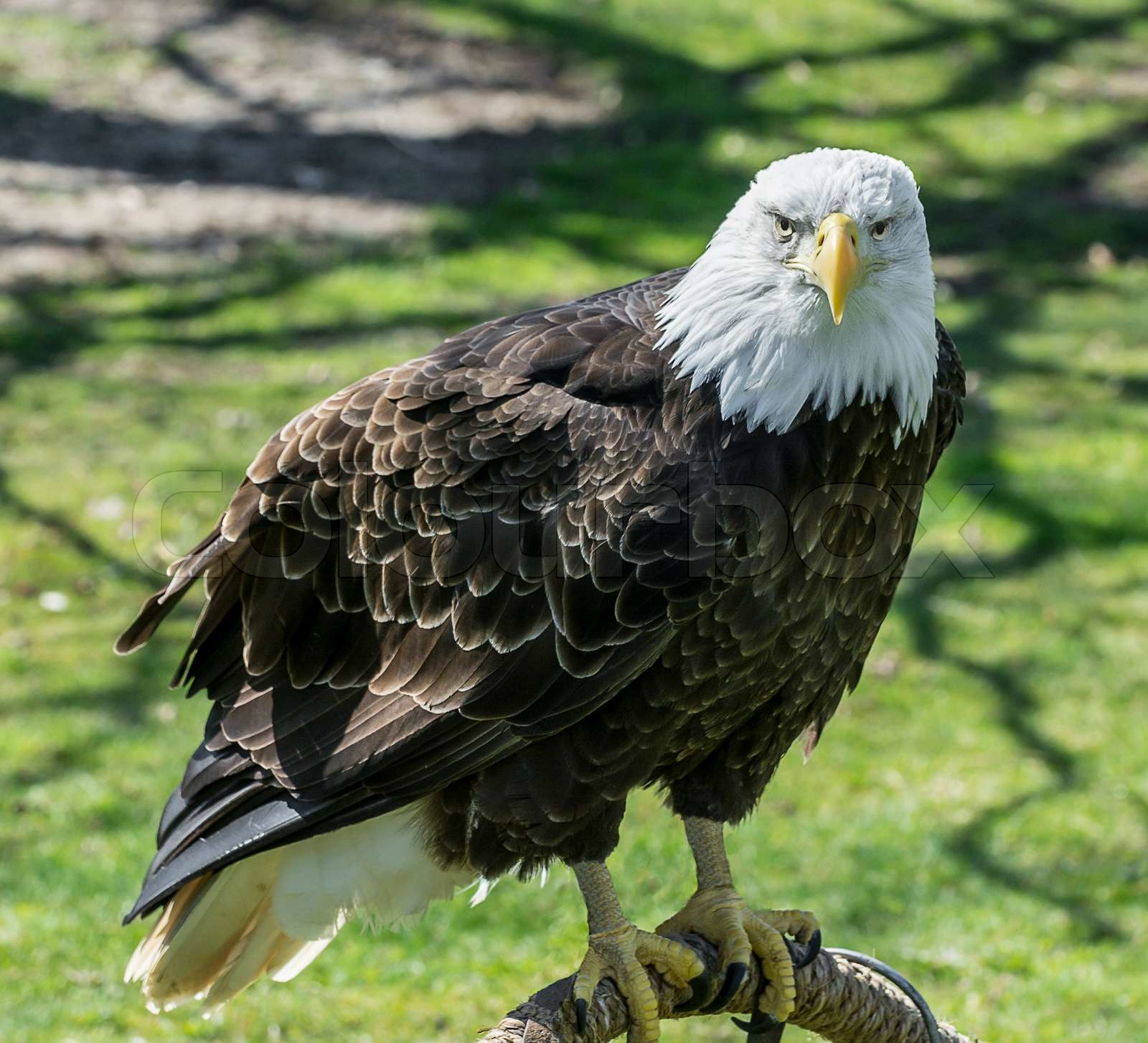 American Bald Eagle | Stock image | Colourbox