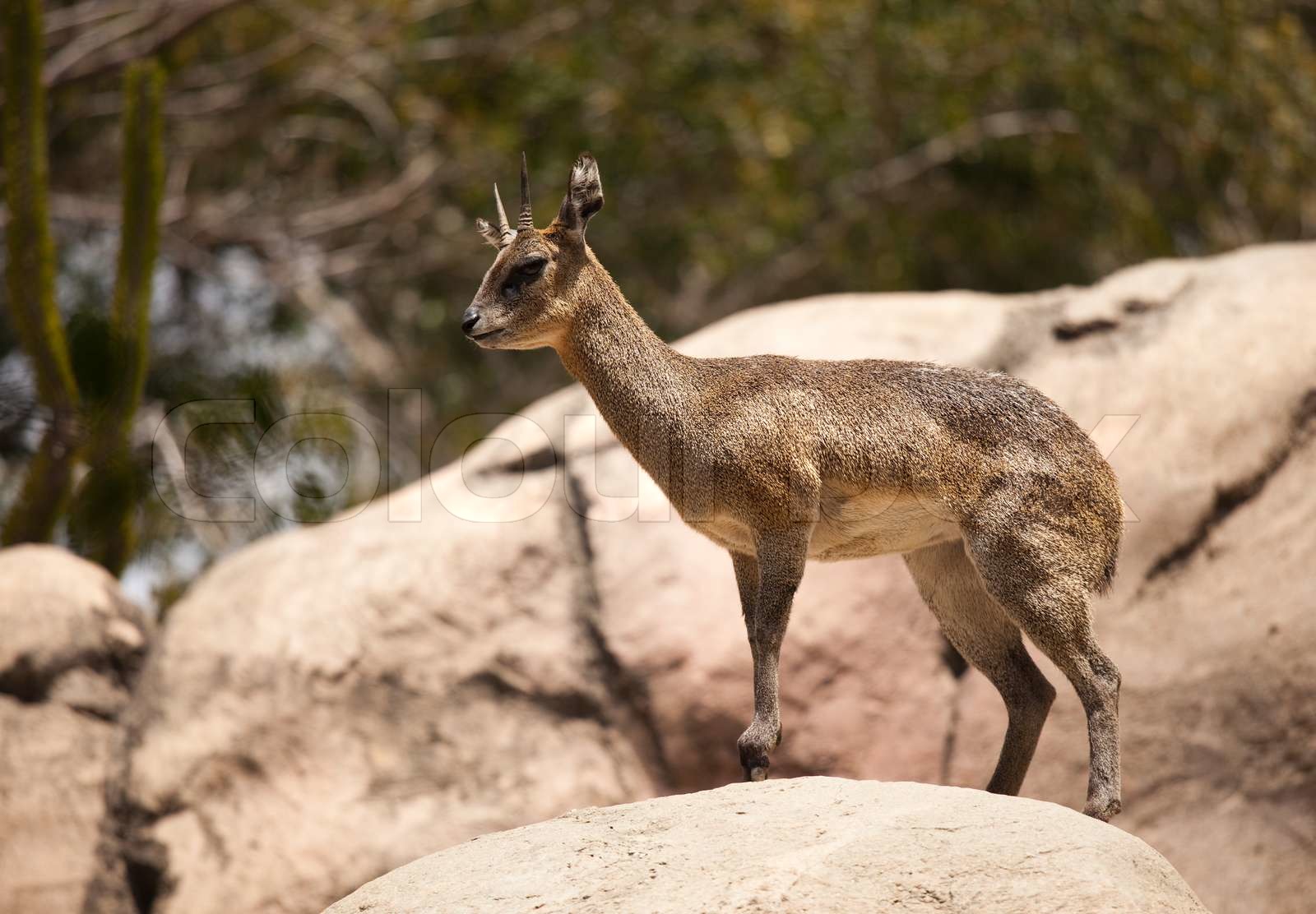 Rock-Dancing Cliff Springer, Klipspringer | Stock image | Colourbox