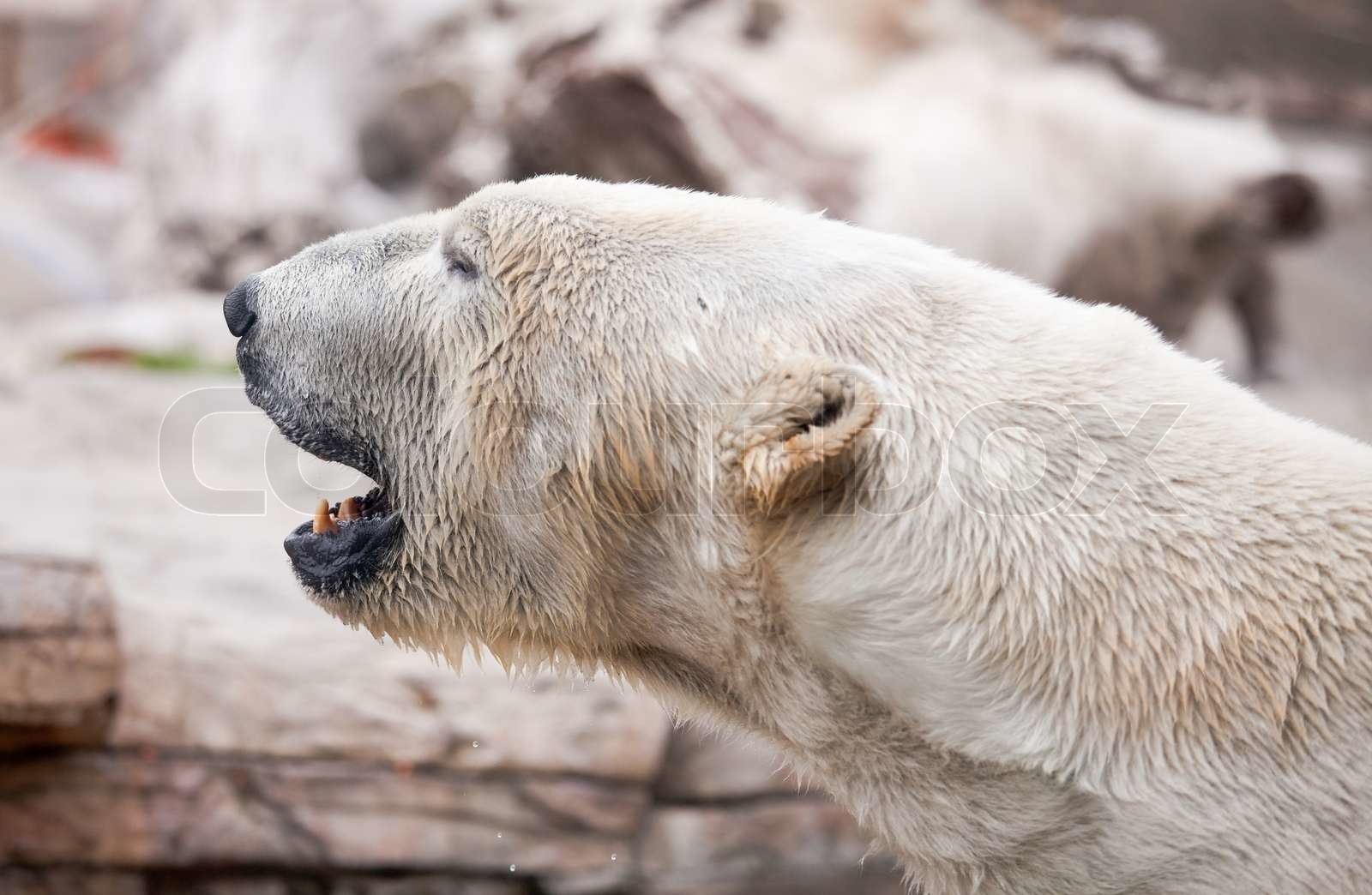 Majestic Polar Bear Profile | Stock image | Colourbox