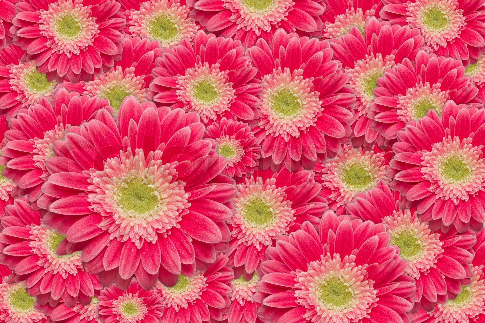 Bright Pink Gerber Daisies with Water Drops Background | Stock image ...