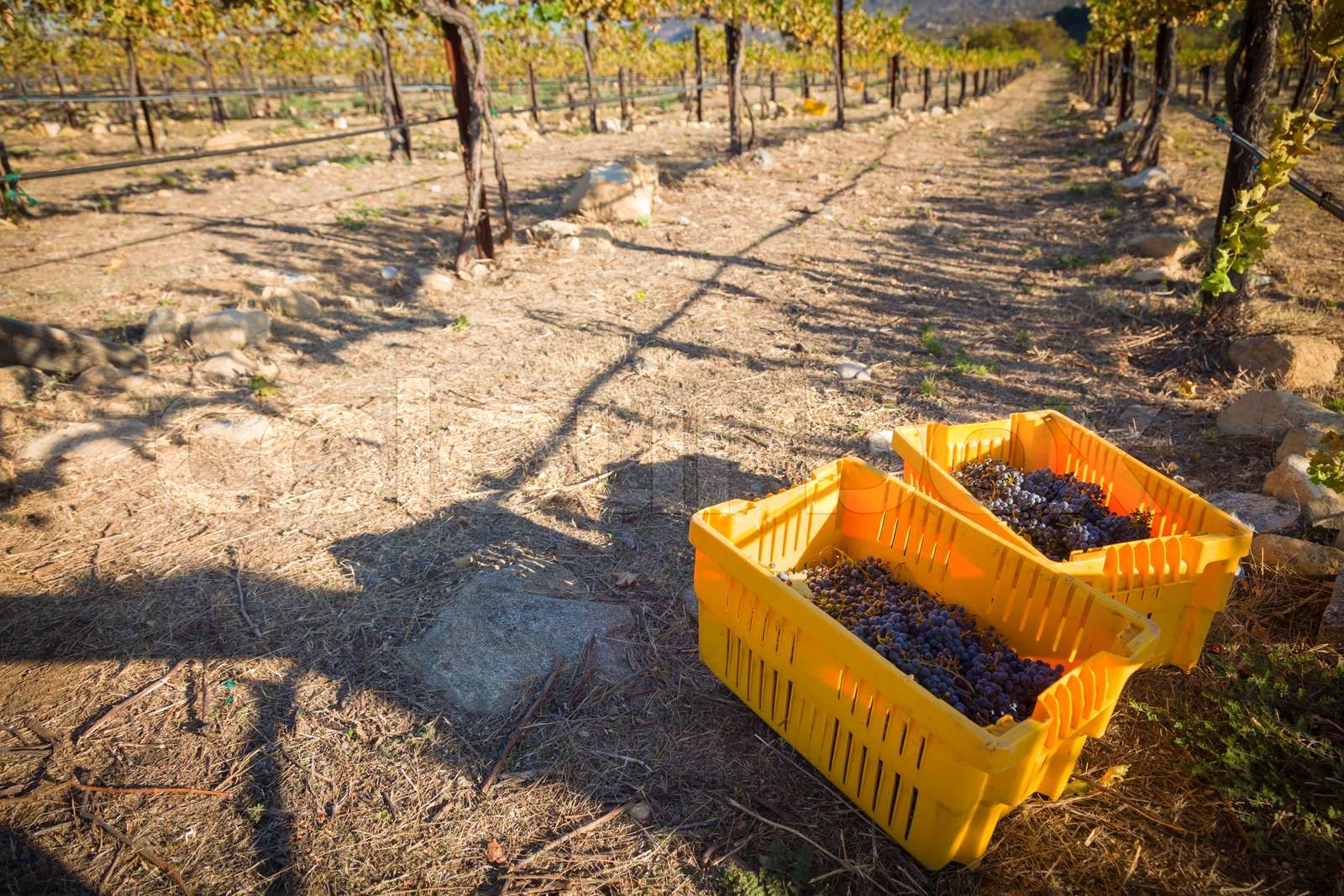 Wine Grapes In Harvest Bins One Fall Morning | Stock image | Colourbox