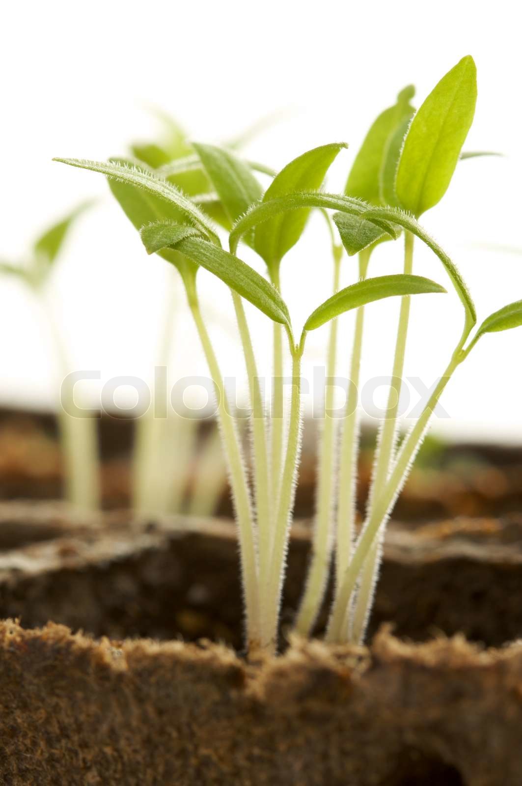 Sprouting Plants | Stock image | Colourbox