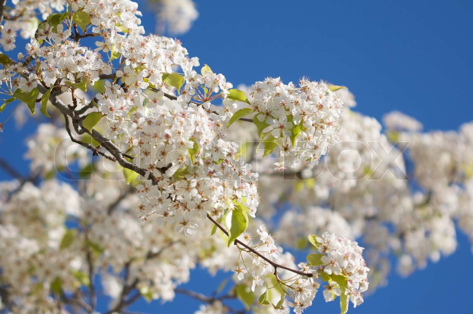 Spring Flowering Tree Blossom | Stock image | Colourbox
