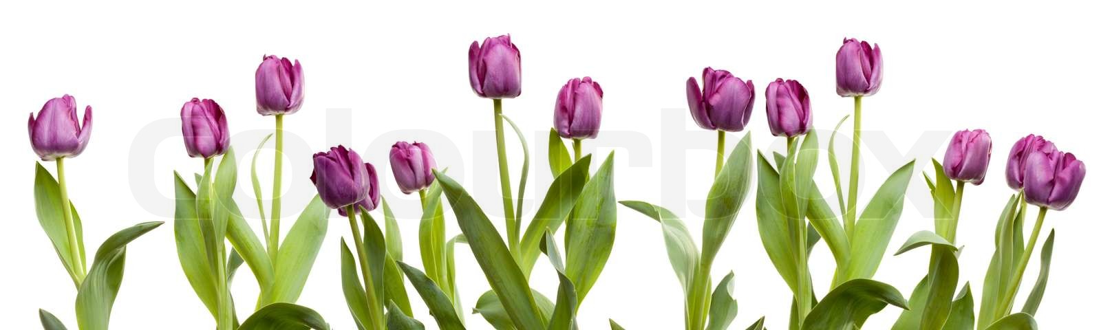 Row of Purple Tulips | Stock image | Colourbox