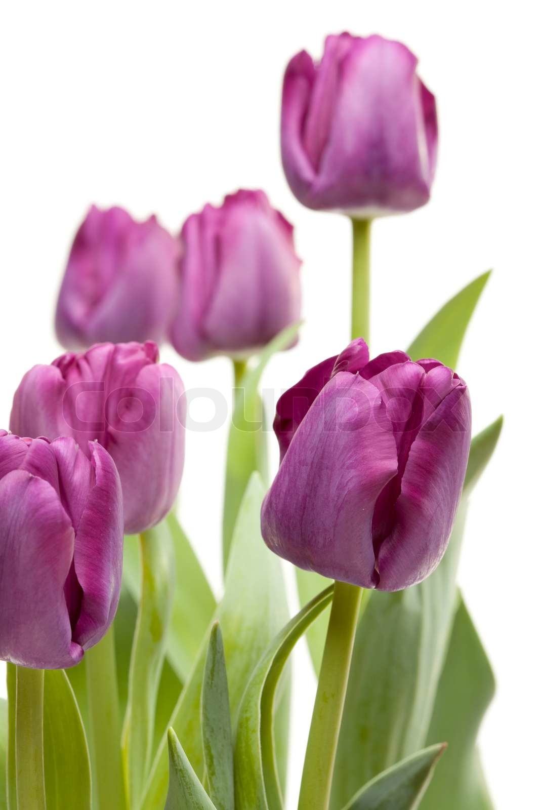 White And Purple Tulips