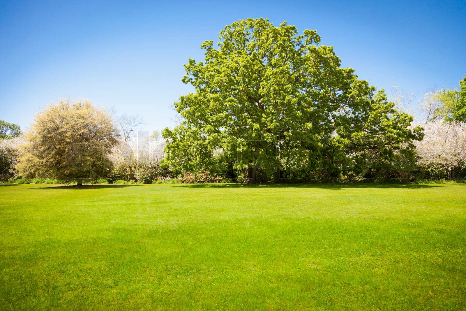 Beautiful Green Grass Field with Blossoming Trees | Stock image | Colourbox