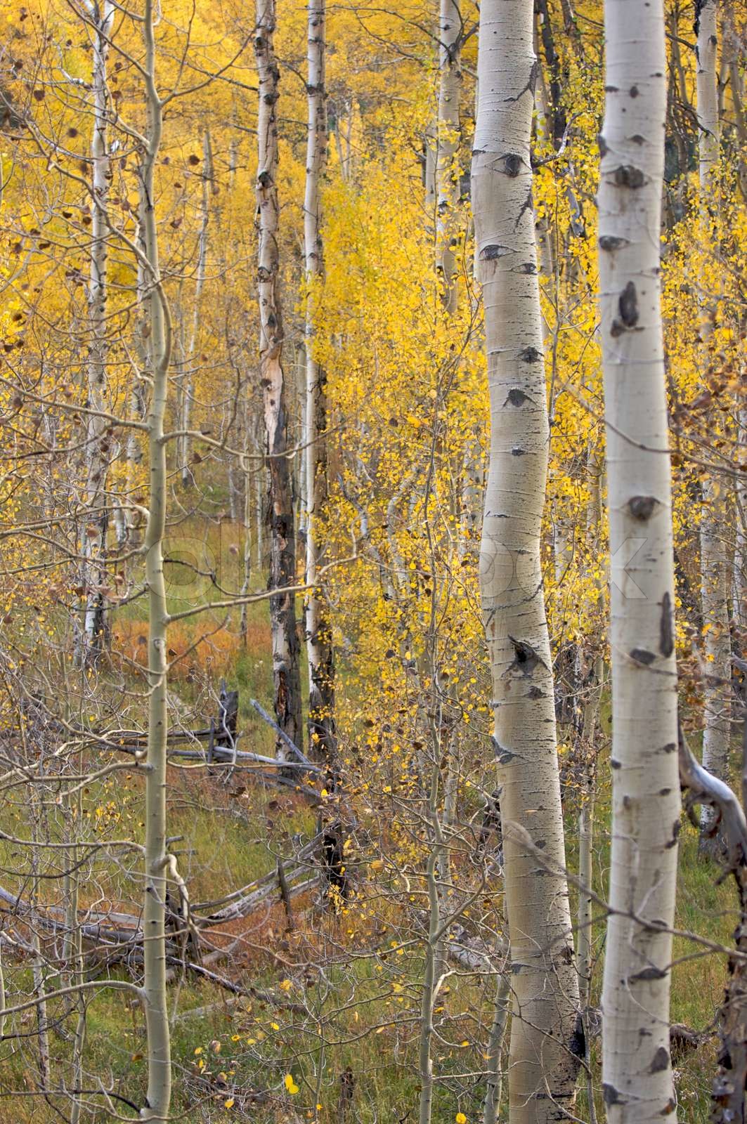 Aspen Pines Changing Color | Stock image | Colourbox