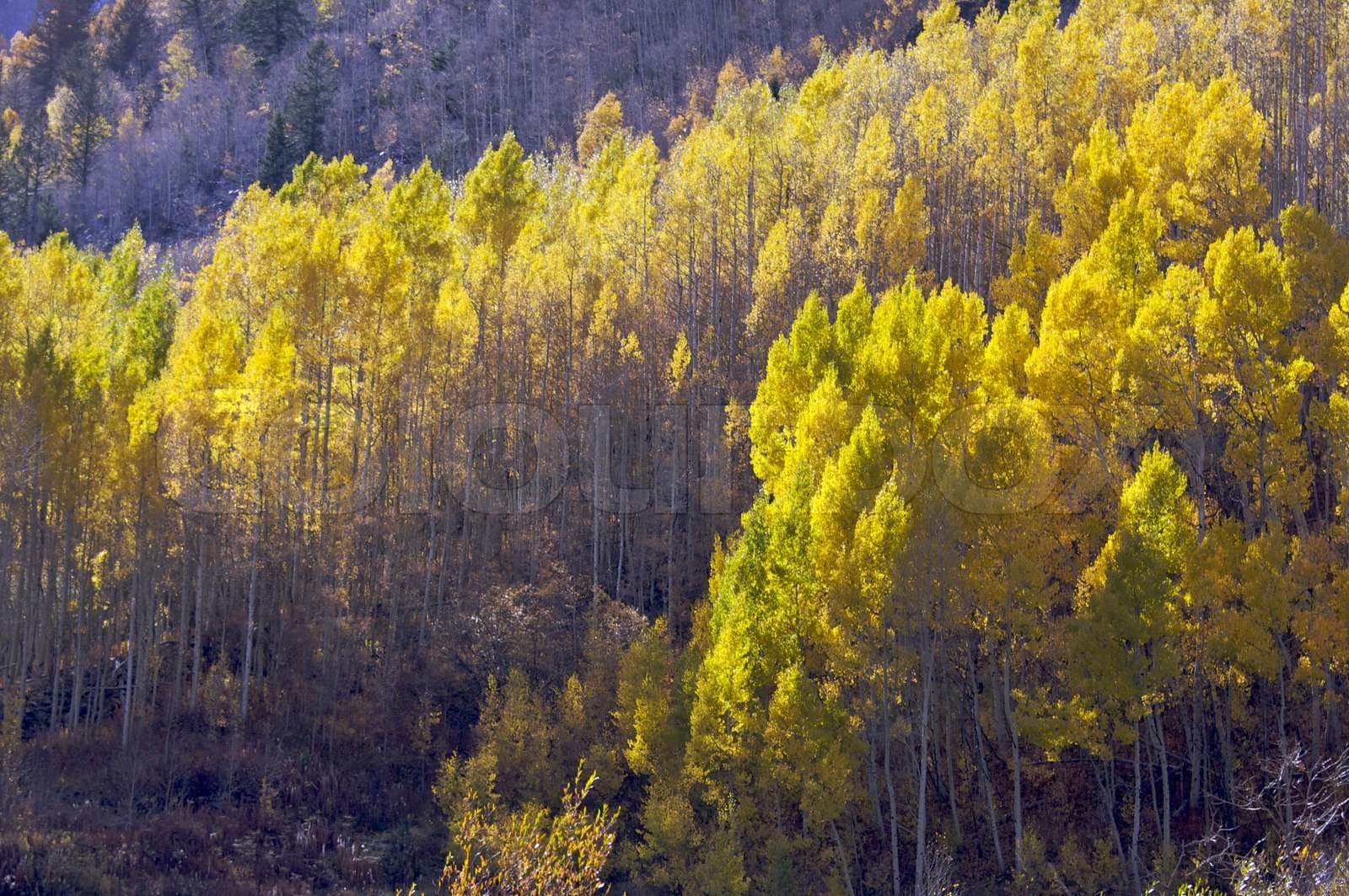 Aspen Pines Changing Color | Stock image | Colourbox