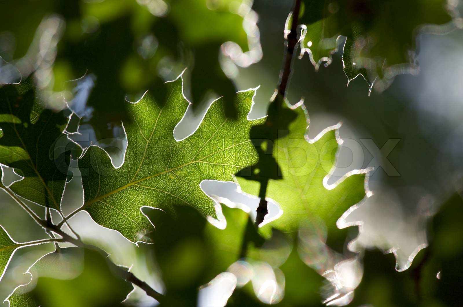 Backlit Oak Leaves | Stock image | Colourbox