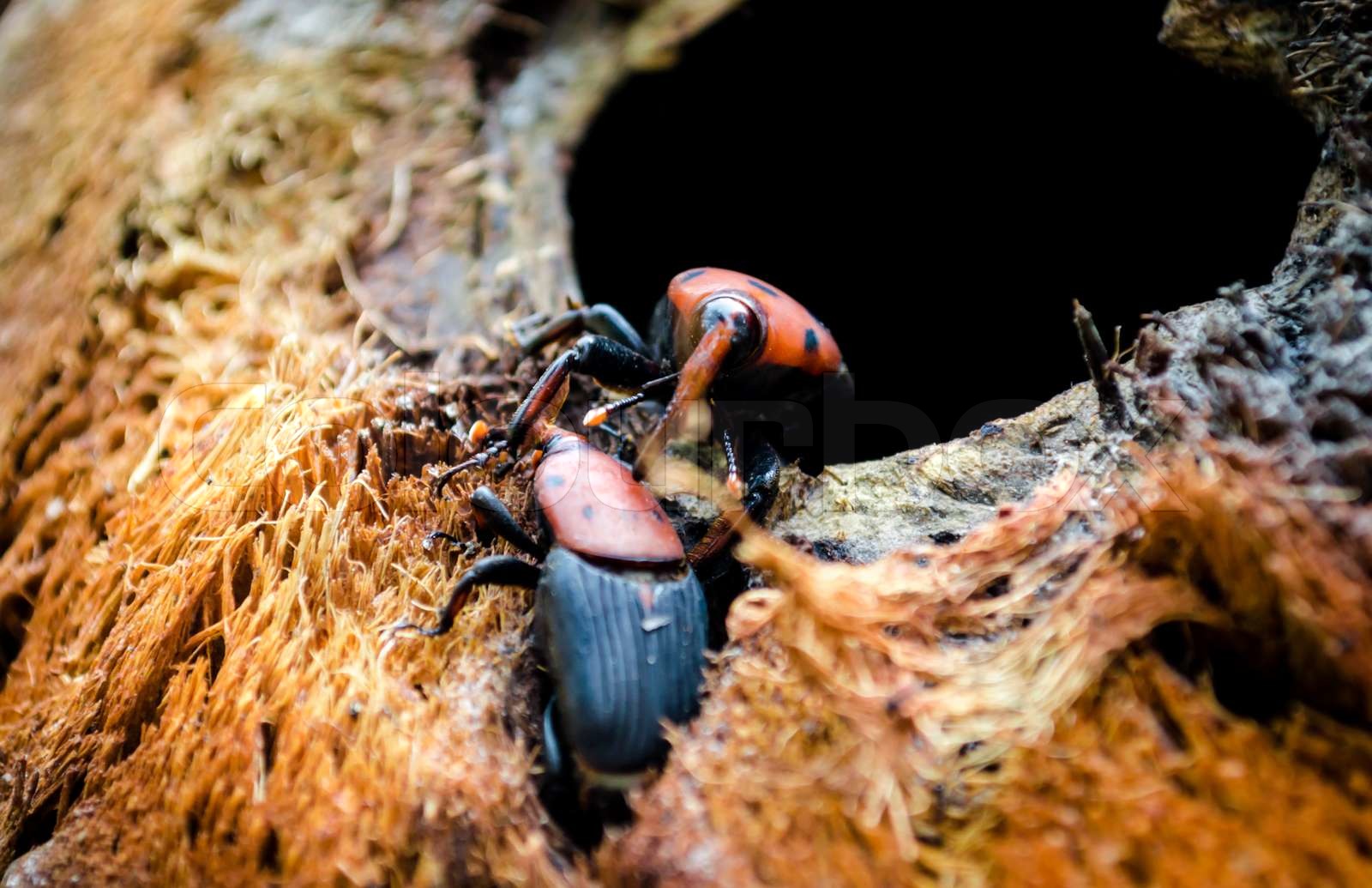 Red palm weevil | Stock image | Colourbox