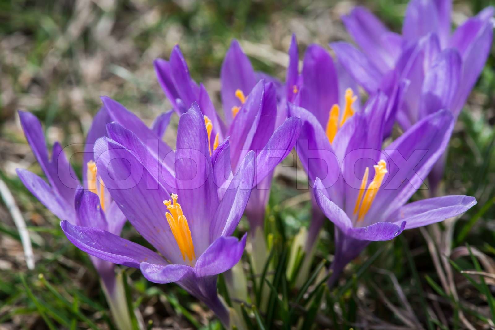 Blue crocus | Stock image | Colourbox