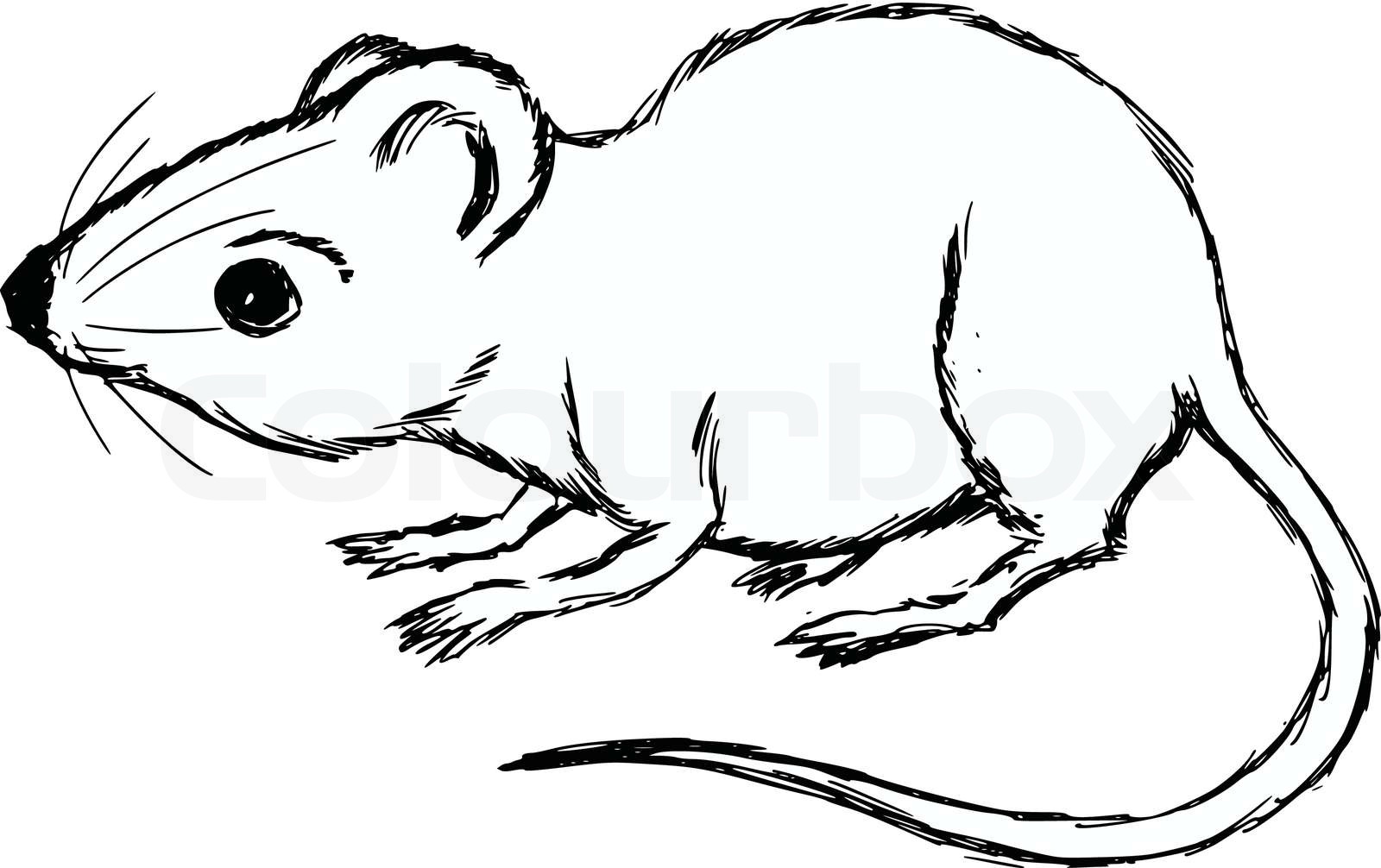 house mouse | Stock vector | Colourbox