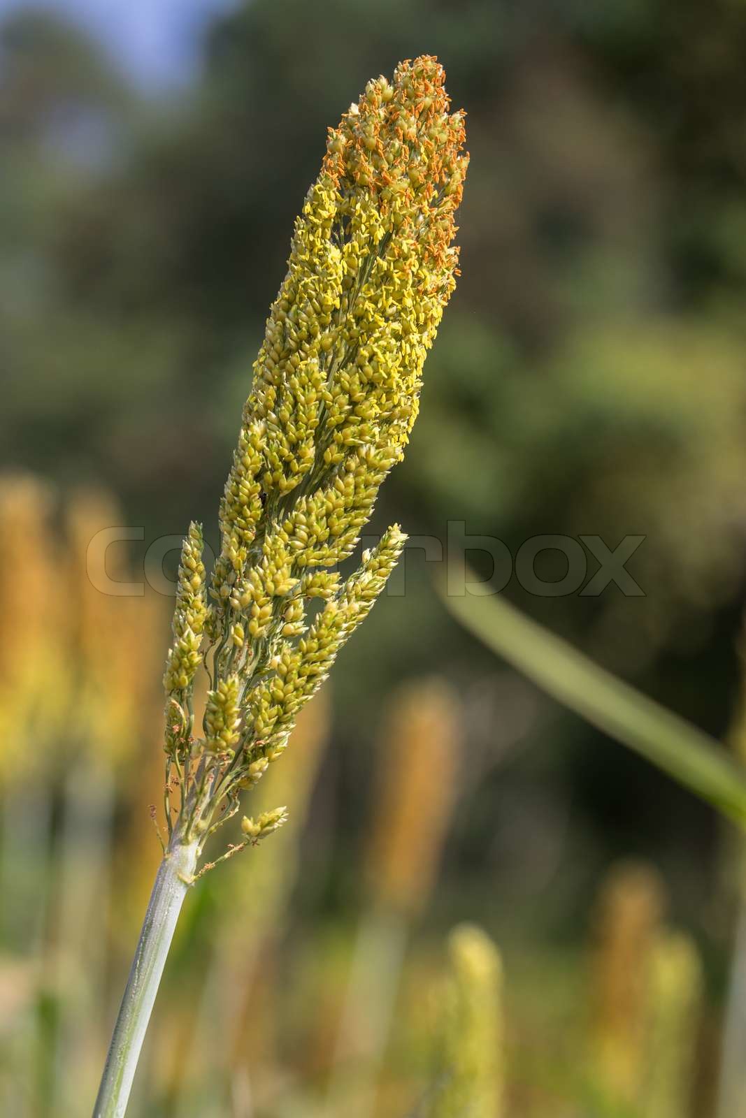 Millet | Stock image | Colourbox
