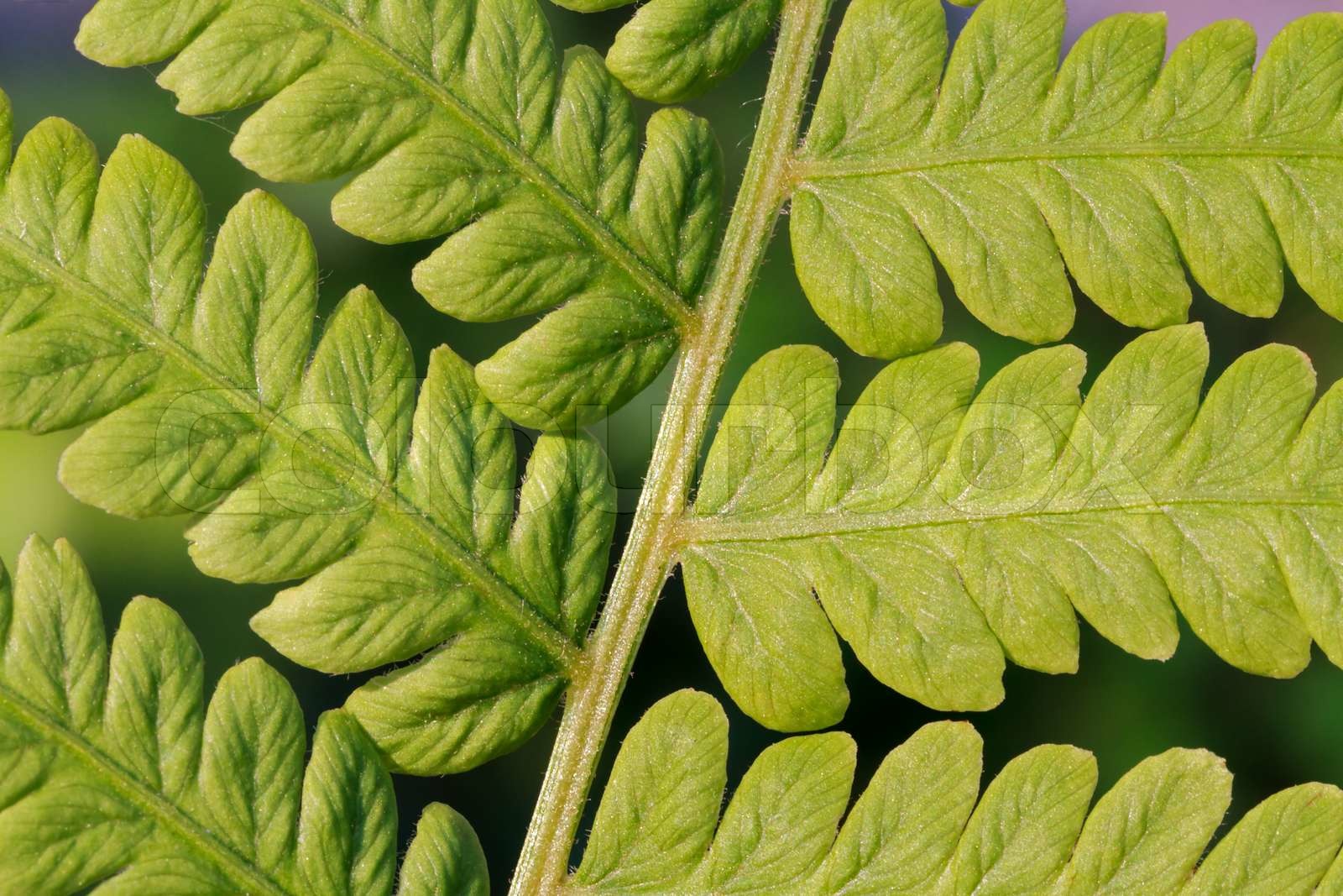 Fern Frond Up Close | Stock image | Colourbox